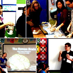UCLA neuroscience undergraduate students teaching local school children ...