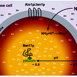 Model of cellular pH gradients.
