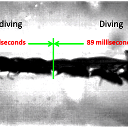 Time-lapse images of the diving process.