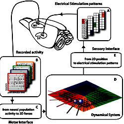 Experimental setup of the dynamic neural interface.
