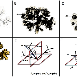 Morphometric methods.