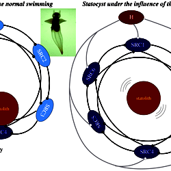 The statocyst model.
