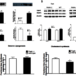 FAAH deficiency affects fuel storage.