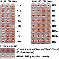 Hemagglutination inhibition assay.
