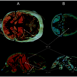 Micro-CT volume rendering reconstruction images of the internal anatomy.