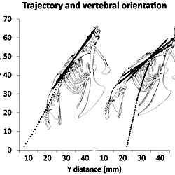 Body pitch and trajectory.