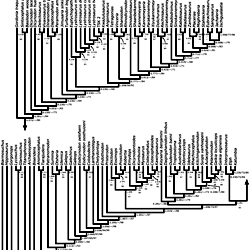 Most parsimonious cladogram from the phylogenetic analysis.