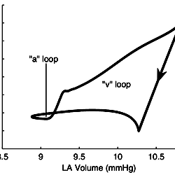 Simulated left atrial pressure-volume loop.
