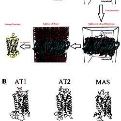 Models for AT1, AT2, and MAS.