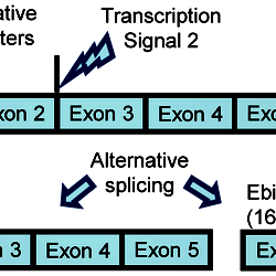 Schematic presentation of how alternative promoter and alternative ...