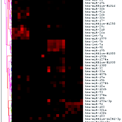 Heat map and unsupervised Hierarchical Clustering.