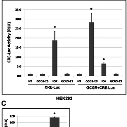 Glucagon agonist activates the CRE-Luc activity in GCGR-expressing cells.