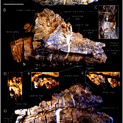 Pararhabdodon isonensis, MCD 4919, left maxilla.