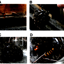 Sampling of workers from an artificially formed hot defensive bee ball.
