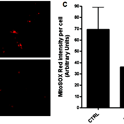 Analysis of physiological mitochondrial superoxide production using ...