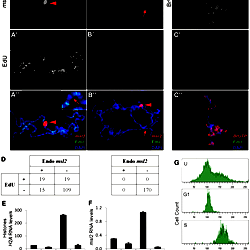 Transcription of msl2 is correlated with cell cycle.