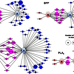 Graphical overview of toxin clusters (SVSP, CTL, PLA2 and BPP) from ...
