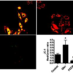 Assessment of mitochondrial potential by JC-1 staining.