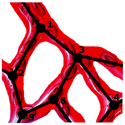 Schematic representation of a vascular graph.
