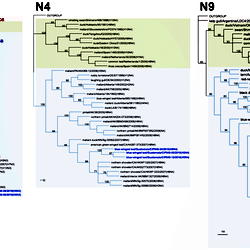 Phylogenetic trees for N3, N4, and N9 NA genes.