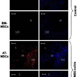Distribution and engraftment of intraperitoneally administered MSCs in ...