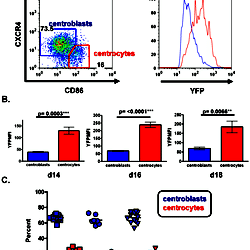 Characterization of infected centroblast and centrocyte populations.