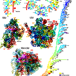 Evolution of rRNA structure.