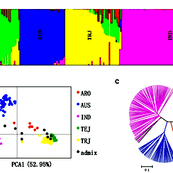 The structure analysis divided our population into five groups, which ...