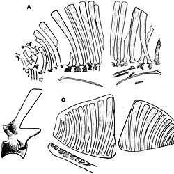Historical depictions of the holotype specimen of Ctenosauriscus koeneni.