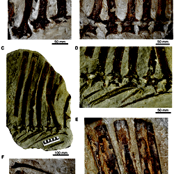 Dorsal vertebrae of Ctenosauriscus (GZG.V.4191).
