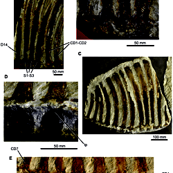 Sacral and caudal vertebrae of Ctenosauriscus (GZG.V.4191).