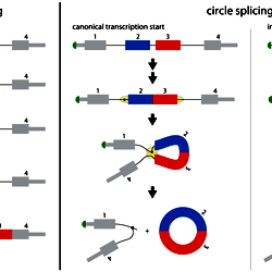 Models for generation of circular RNA.