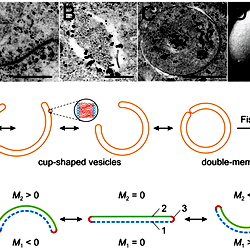 Cellular double-membrane organelles at different stages of their genesis.