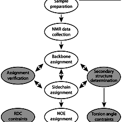 Conventional steps in protein structure determination by solution state ...