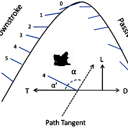 Angle of attack of the tail-membrane during fanning motion.