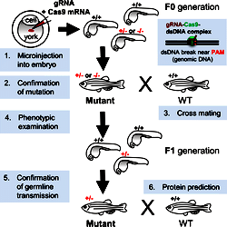 A flowchart summarizing the generation of mutant zebrafish using the ...