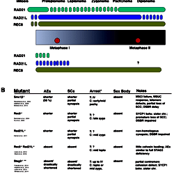 Overview of cohesins in meiosis and meiotic cohesin mutant phenotypes.