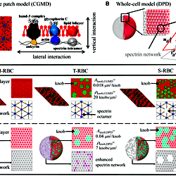 Schematic representation of the two-component composite CGMD model (A ...
