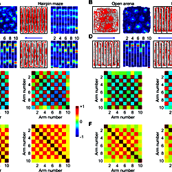 Fragmentation of grid cell maps in a multicompartment environment.