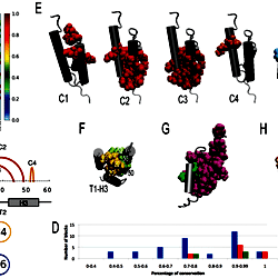 B domain of Protein A.