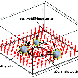 Illustration of cell rotation in an OEK.