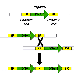 Assembly units and linear assembly.