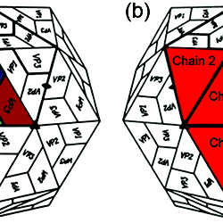 Building the multimer.