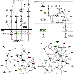 IPA network analysis.