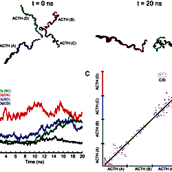 MD simulation of ACTH system.
