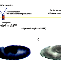 Generation of a dnt mutant by imprecise excision of an adjacent P-element.