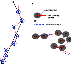 Models for cell migration.