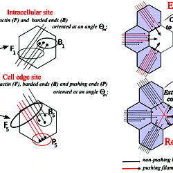 Membrane extensions and retractions.