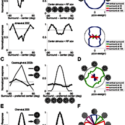 Orientation tuning of surround modulation.