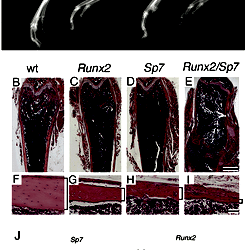 Runx2/Sp7 double transgenic mice.